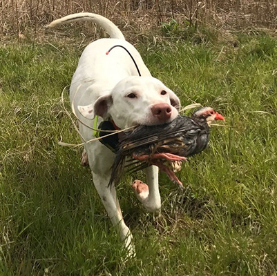 All Images - Warriors Mark Wingshooting Lodge and Kennels