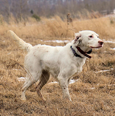 All Images - Warriors Mark Wingshooting Lodge and Kennels